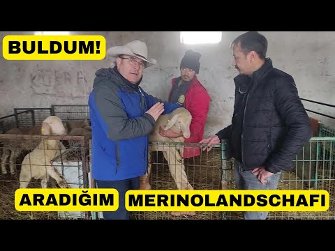 ARADIĞIM MERINOLANDSCHAFI BULDUM (Avrupa'nın En İri Irklarından)
