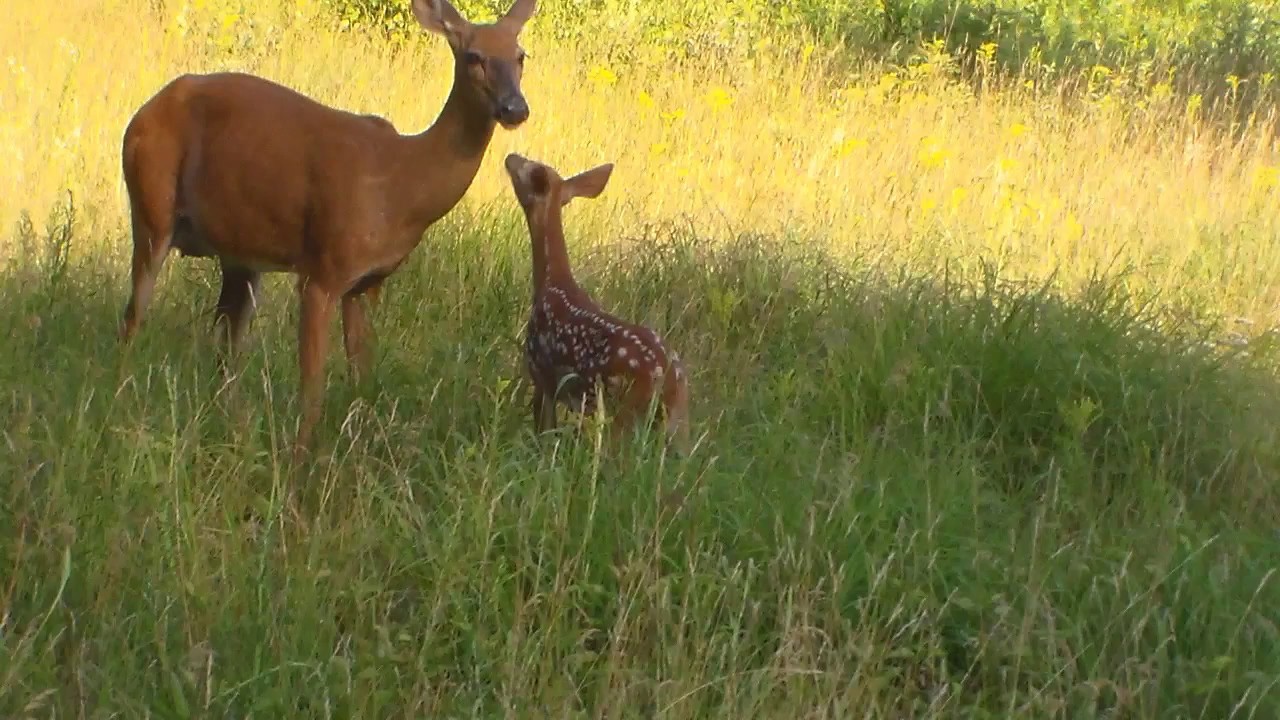 DEER ( Curious) and one of her Babies 06-29-2017 - YouTube