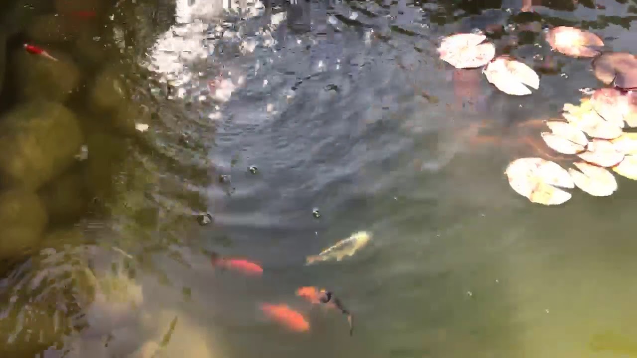 DIY Koi Pond Morning Feeding - June 2020 - YouTube