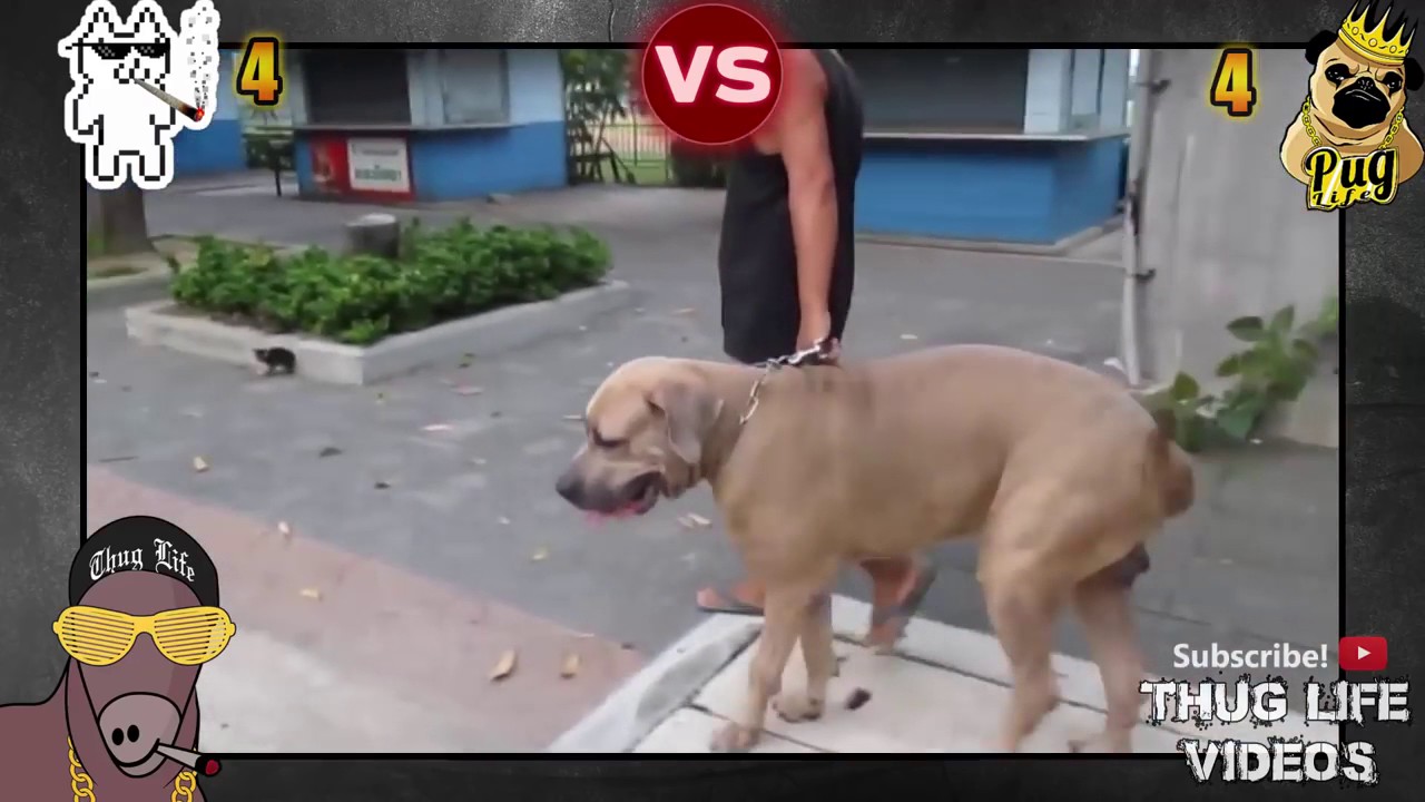 Ultimate Thug Life Compilation #41 Cats vs Dogs - YouTube