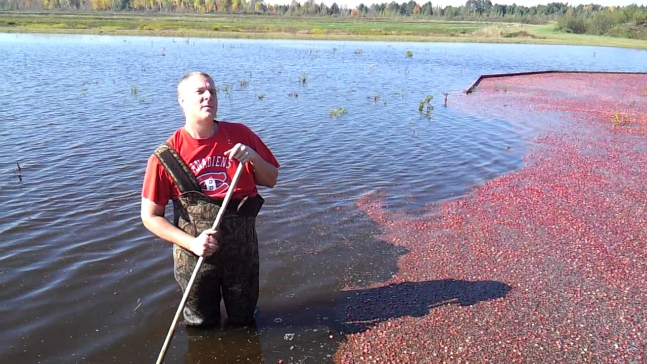 C'est quoi les canneberges ? - YouTube