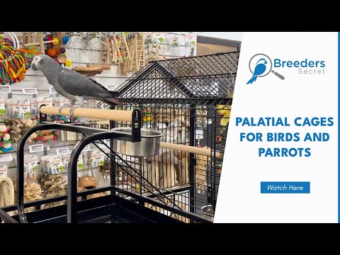 Palatial Cages for Birds and Parrots | Breeders Secret - YouTube