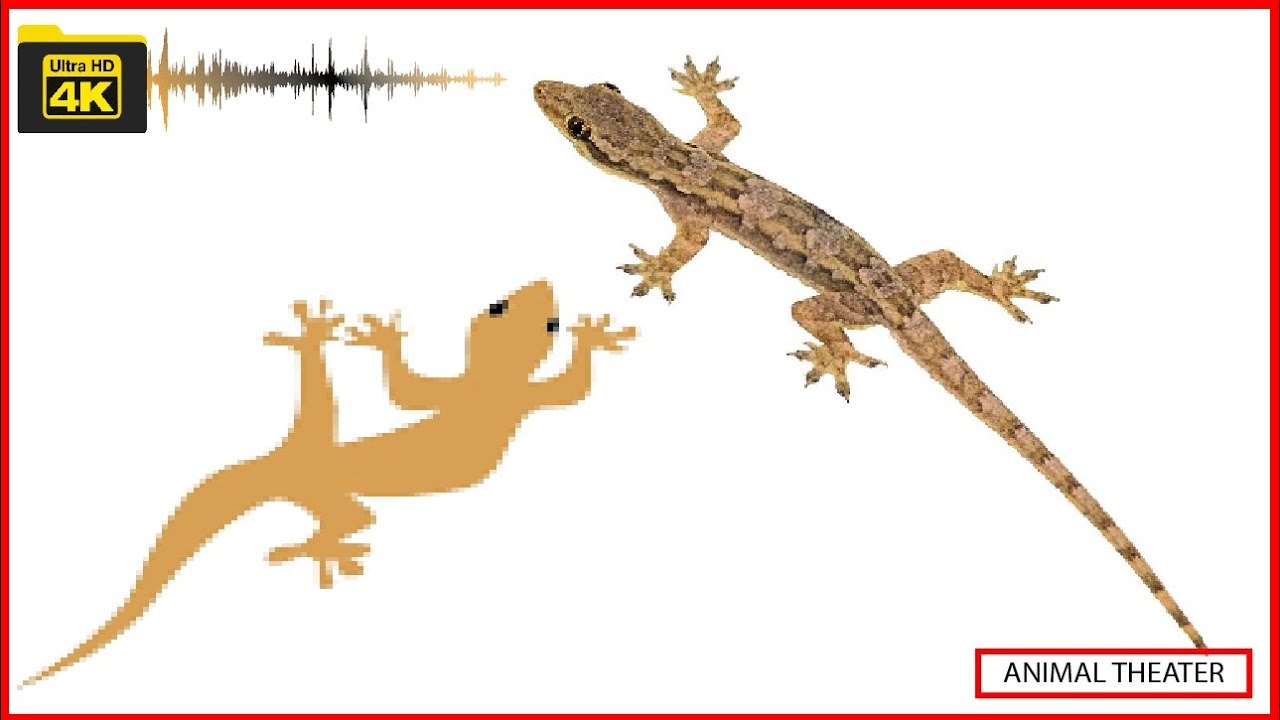 Lizard Gecko two Lizard Fight With Sound Video at Bambo សំលេងចីងចក់យំ ...