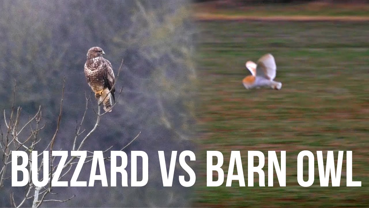 The Buzzard and the Barn Owl - YouTube