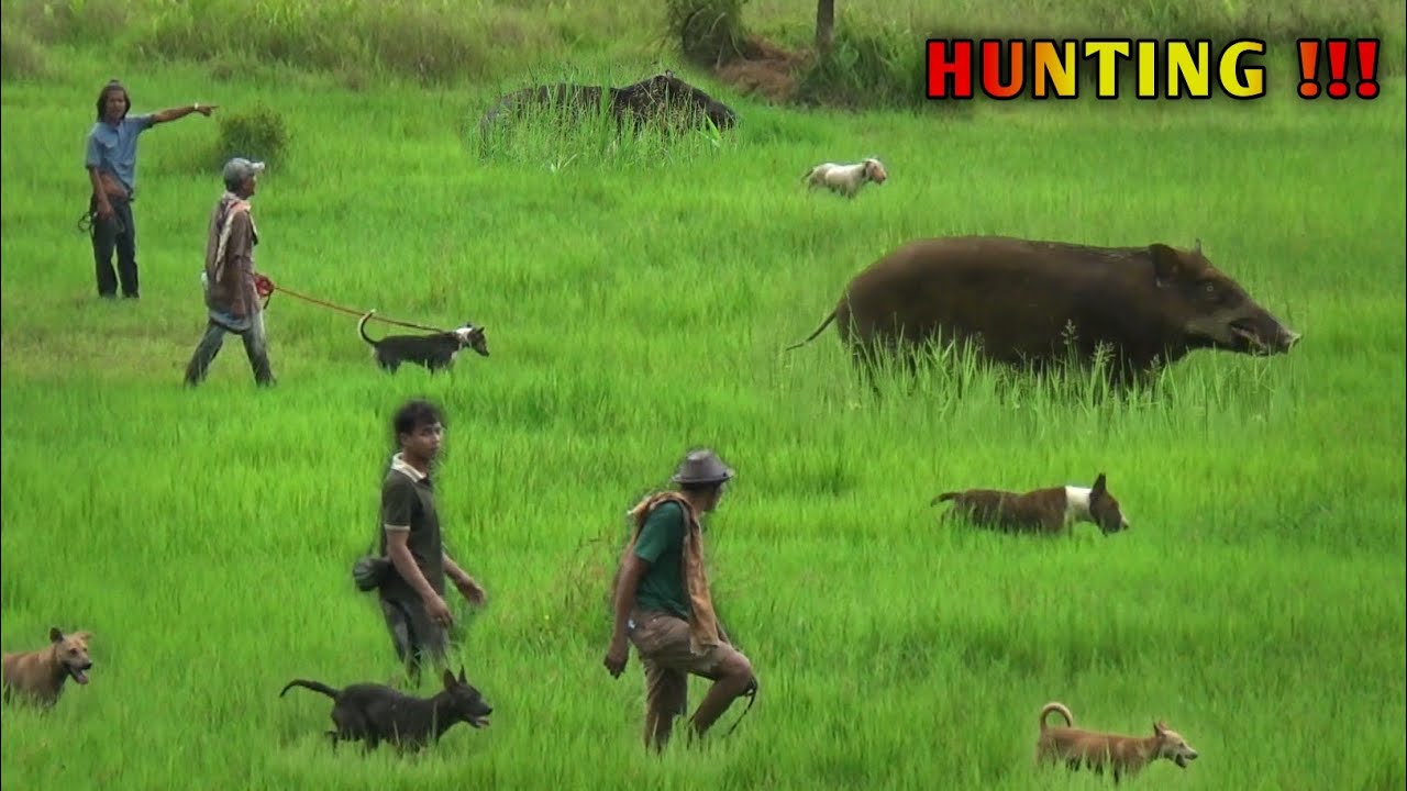GILA ! PENGEPUNGAN HAMA BABI HUTAN YANG MENJADI MUSUH PETANI , Pest ...