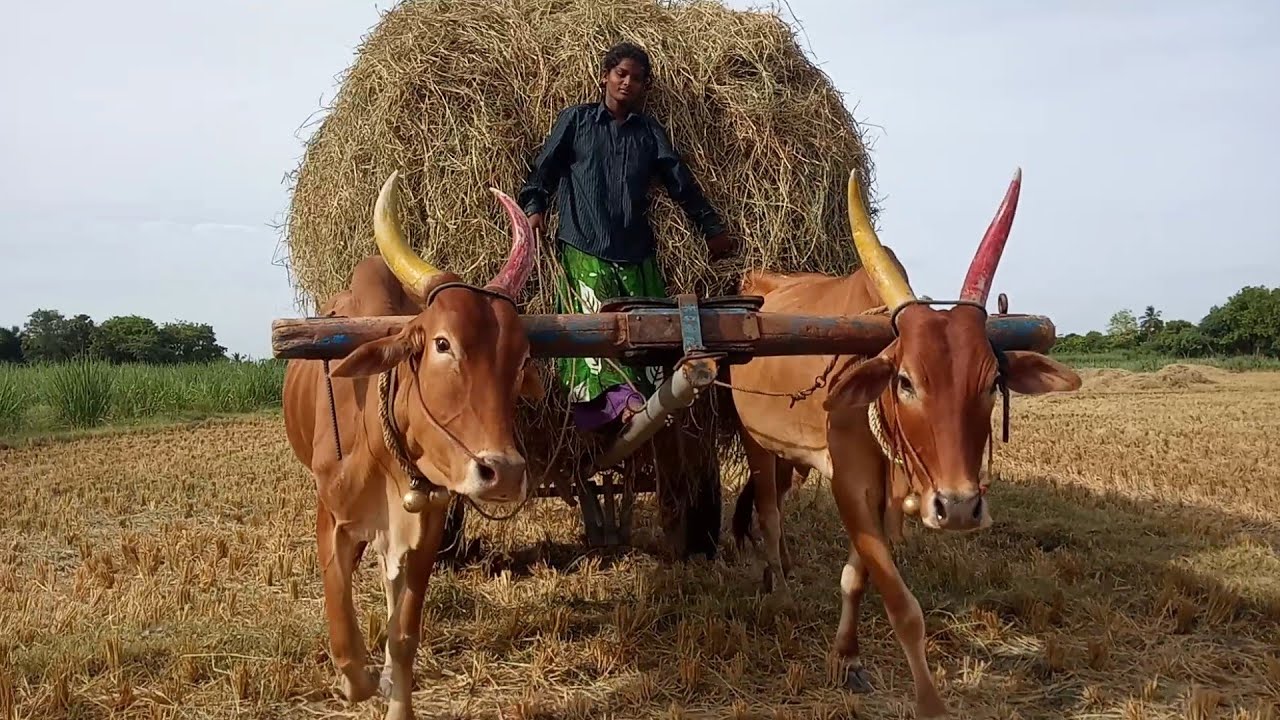women driving bullock cart with carring high load and bravely ...