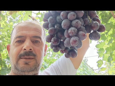 Podarok Nesvetaya (muskat) üzümü