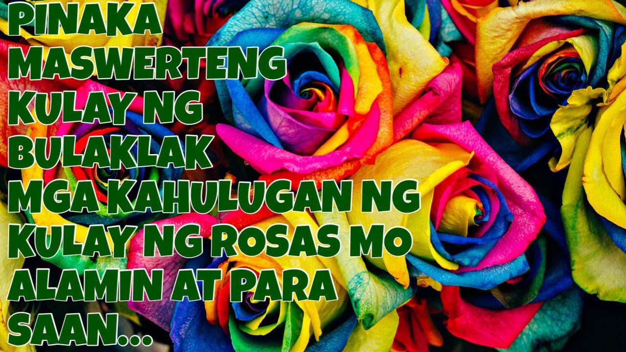 🍀KAHULUGAN NG KULAY NG ROSAS NA TANIM MO O BINIBIGAY MO | ROSE COLOR ...