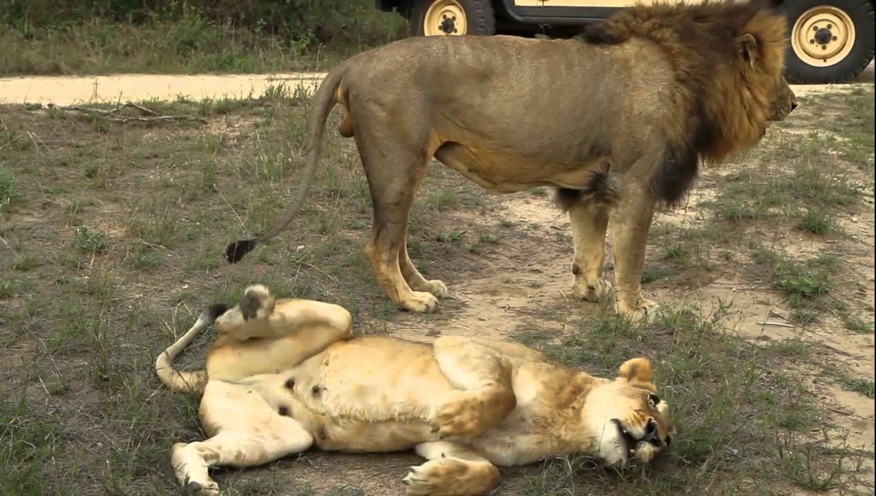 Powerful roar of Mapogo and the mating in HD - YouTube