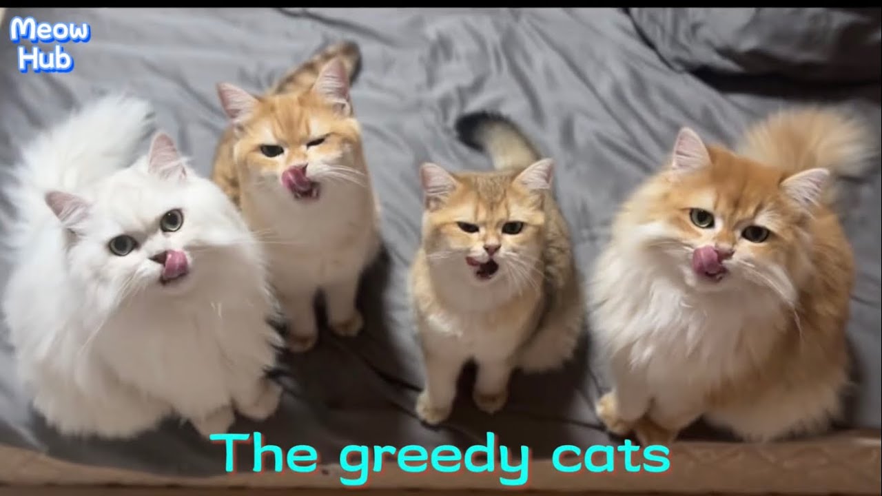 The greedy cats ️ ️😻#cats#pets #cat#cute#kitten#funny#viralvideo - YouTube