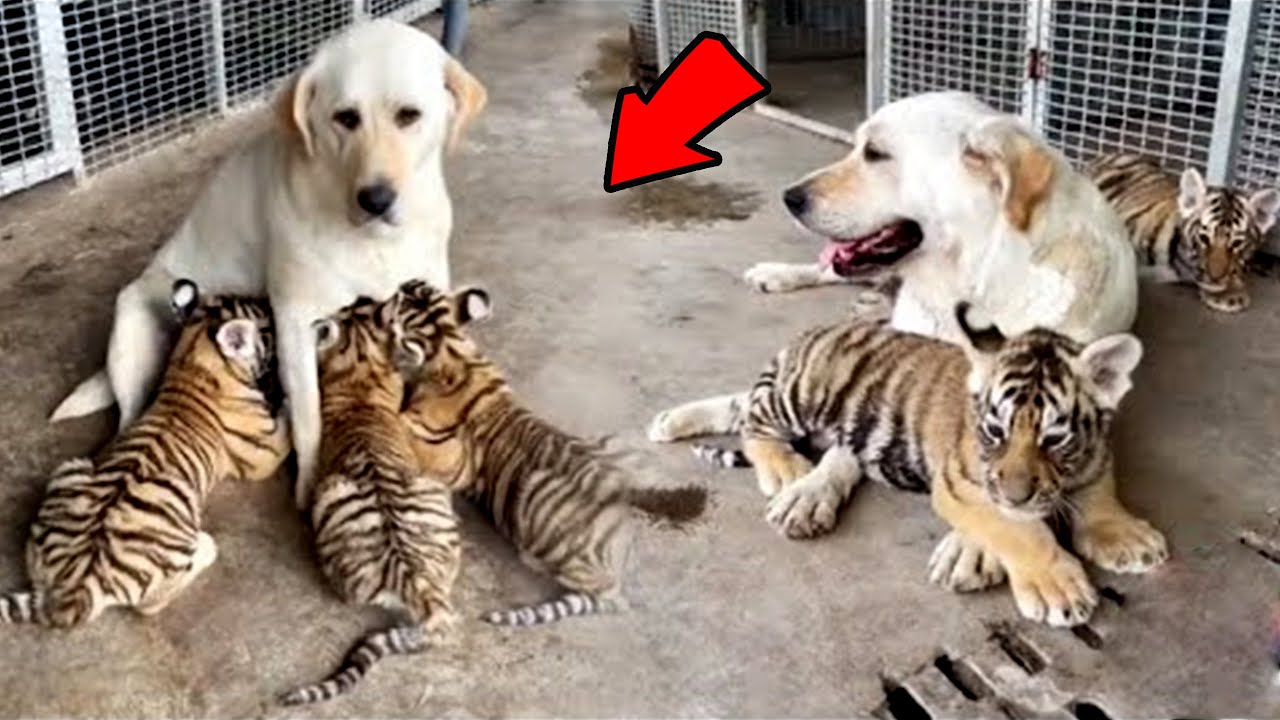 A Dog Takes Care of Three Lost Tiger Cubs, Later Something Unexpected ...