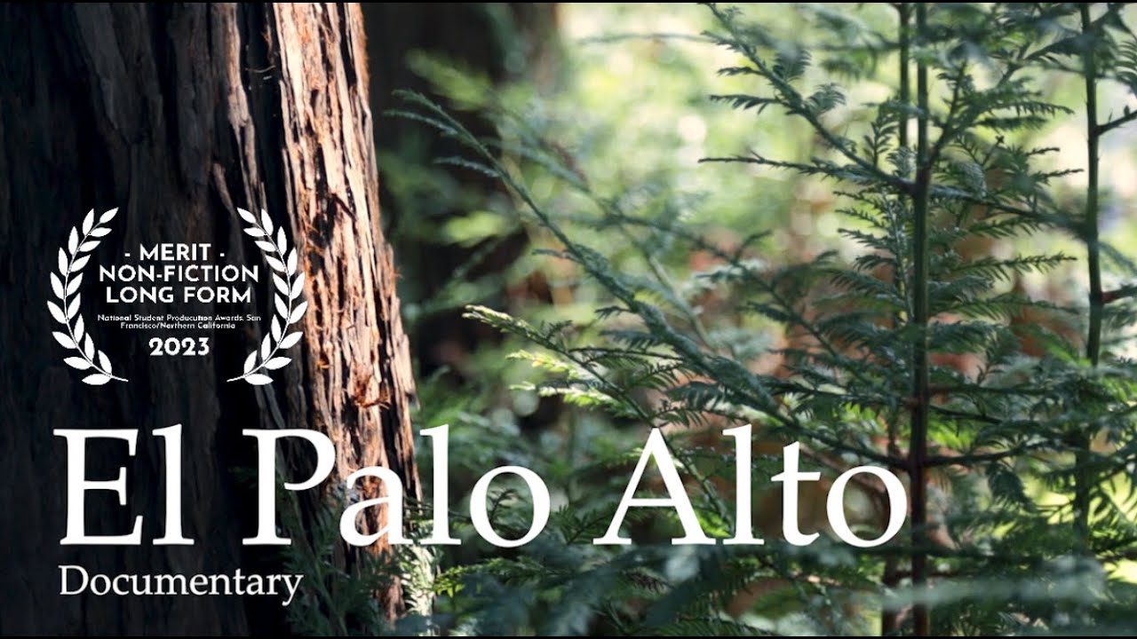 El Palo Alto: A Tree's Resilience | Documentary - YouTube