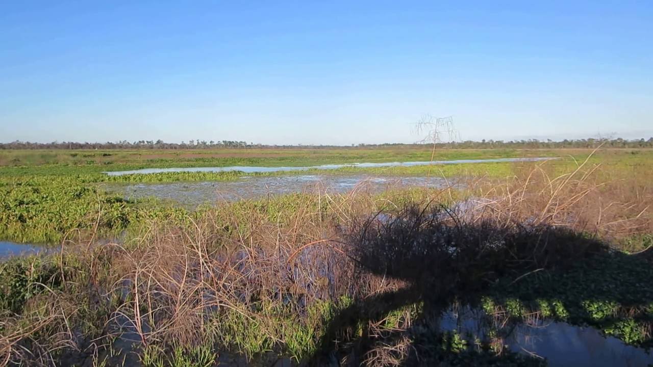 Peaceful time at Cattail Marsh, part 1 - YouTube