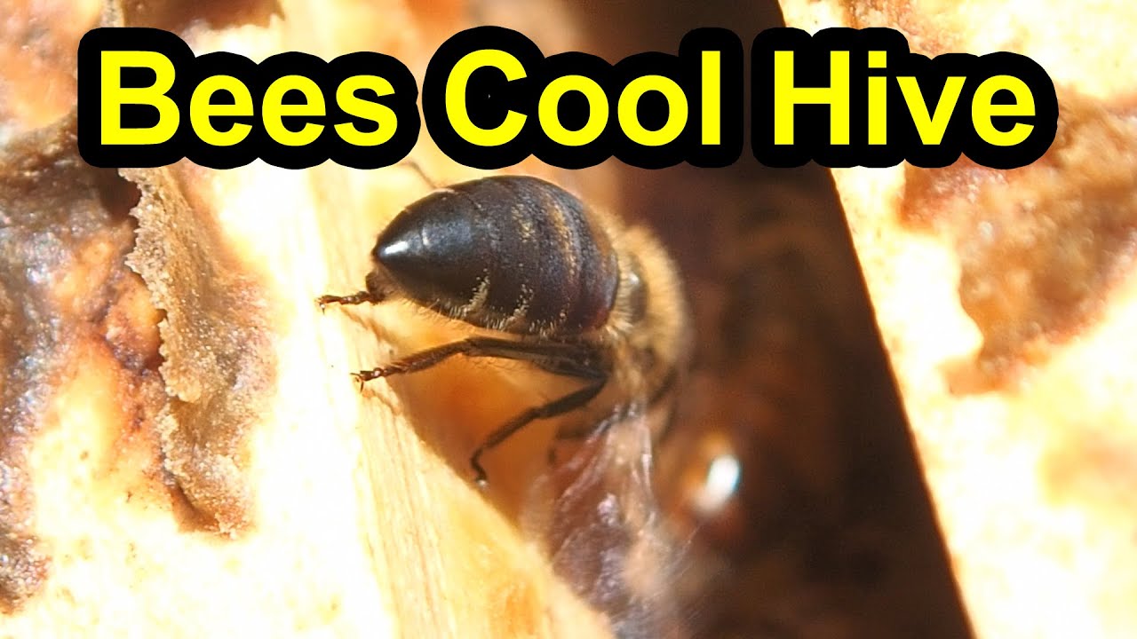 Bee Fans Wings To Keep Hive Cooler in Summer Heat - YouTube