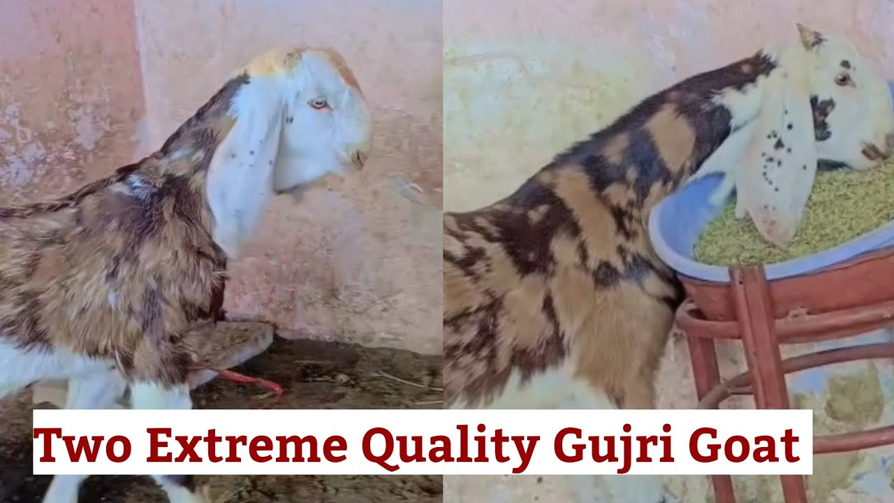 Pure Quality Gujri Goat Kids | Chomu Jungle Ke Paas ke Behtrin Gujri ...