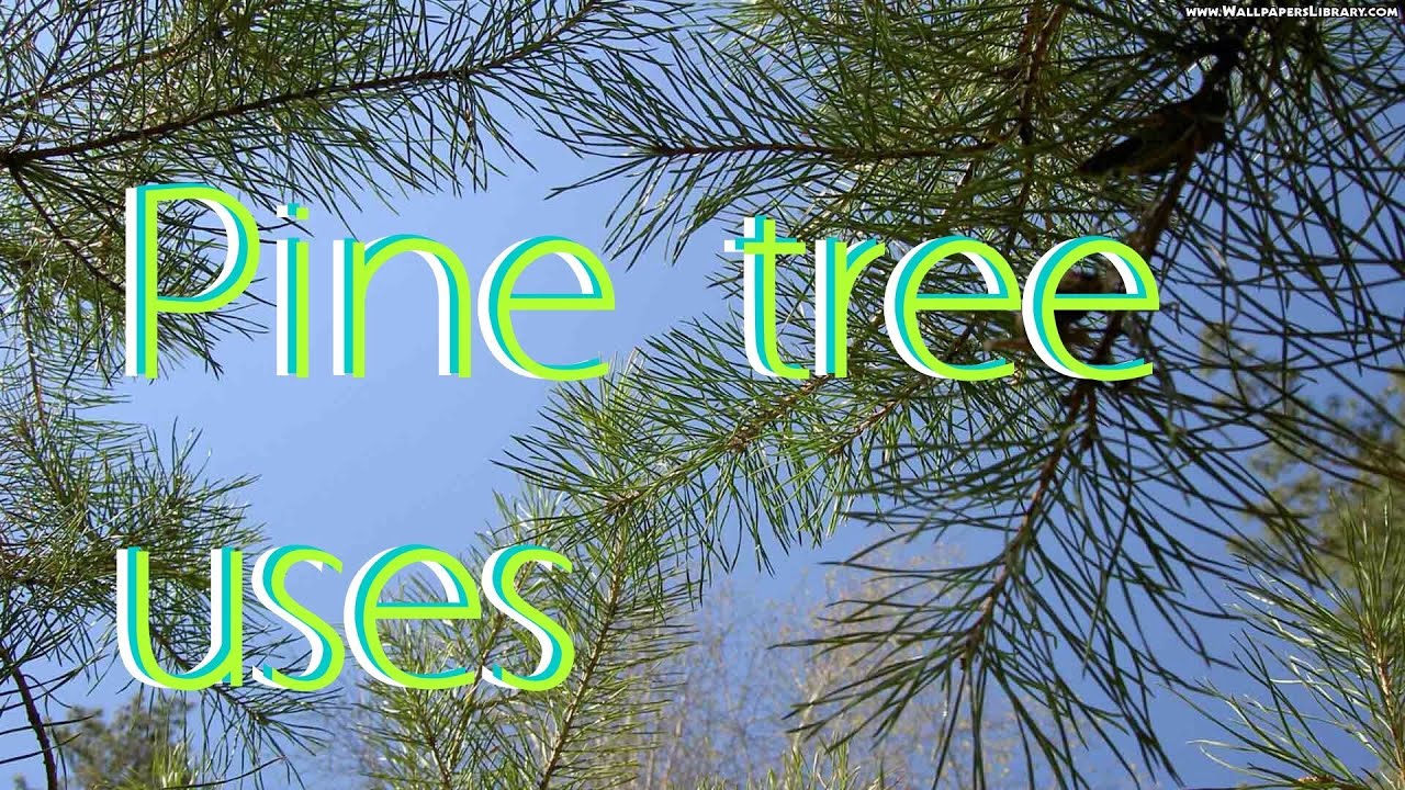 Pine Tree Uses YouTube pine-tree-uses-youtube