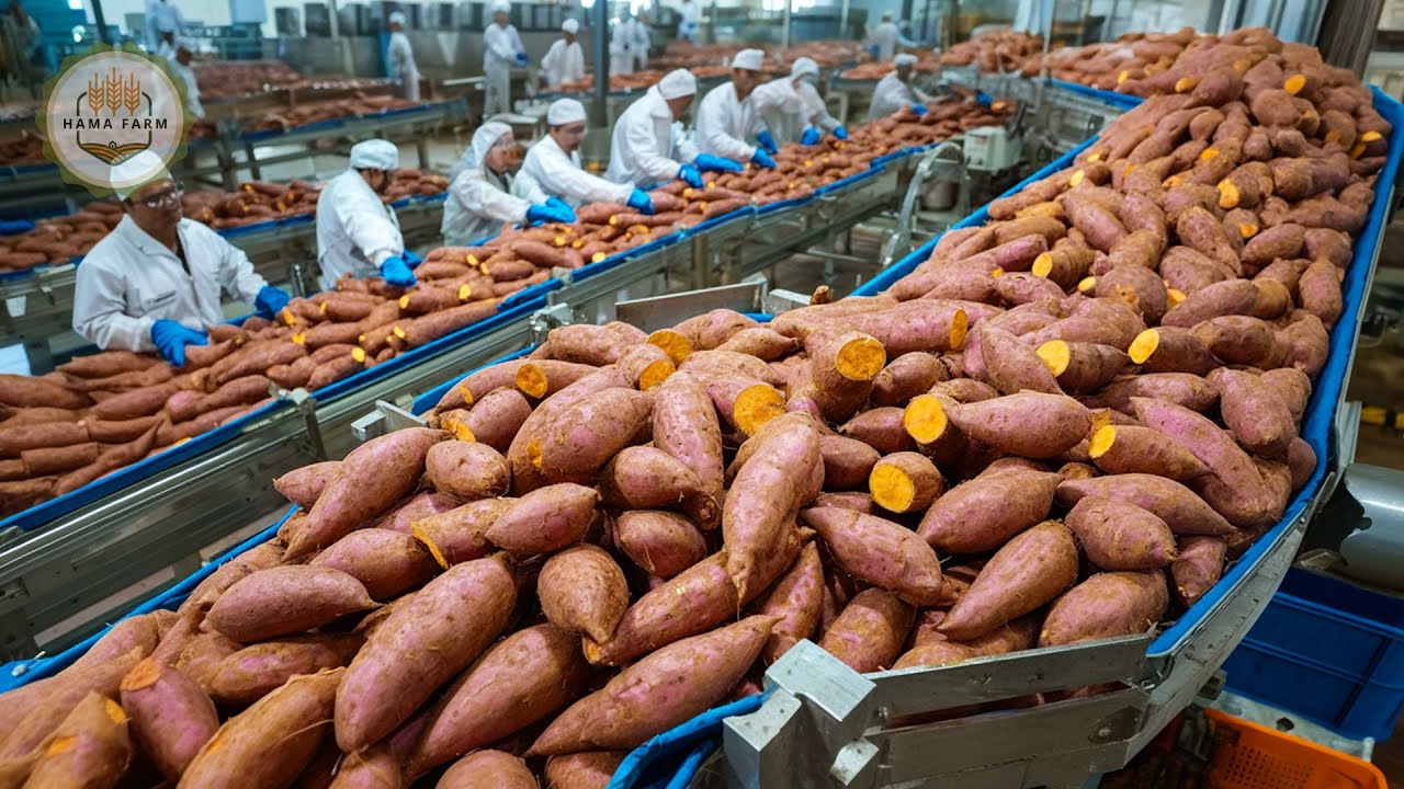 How to Process Millions of Sweet Potatoes – Incredible Sweet Potatoes ...