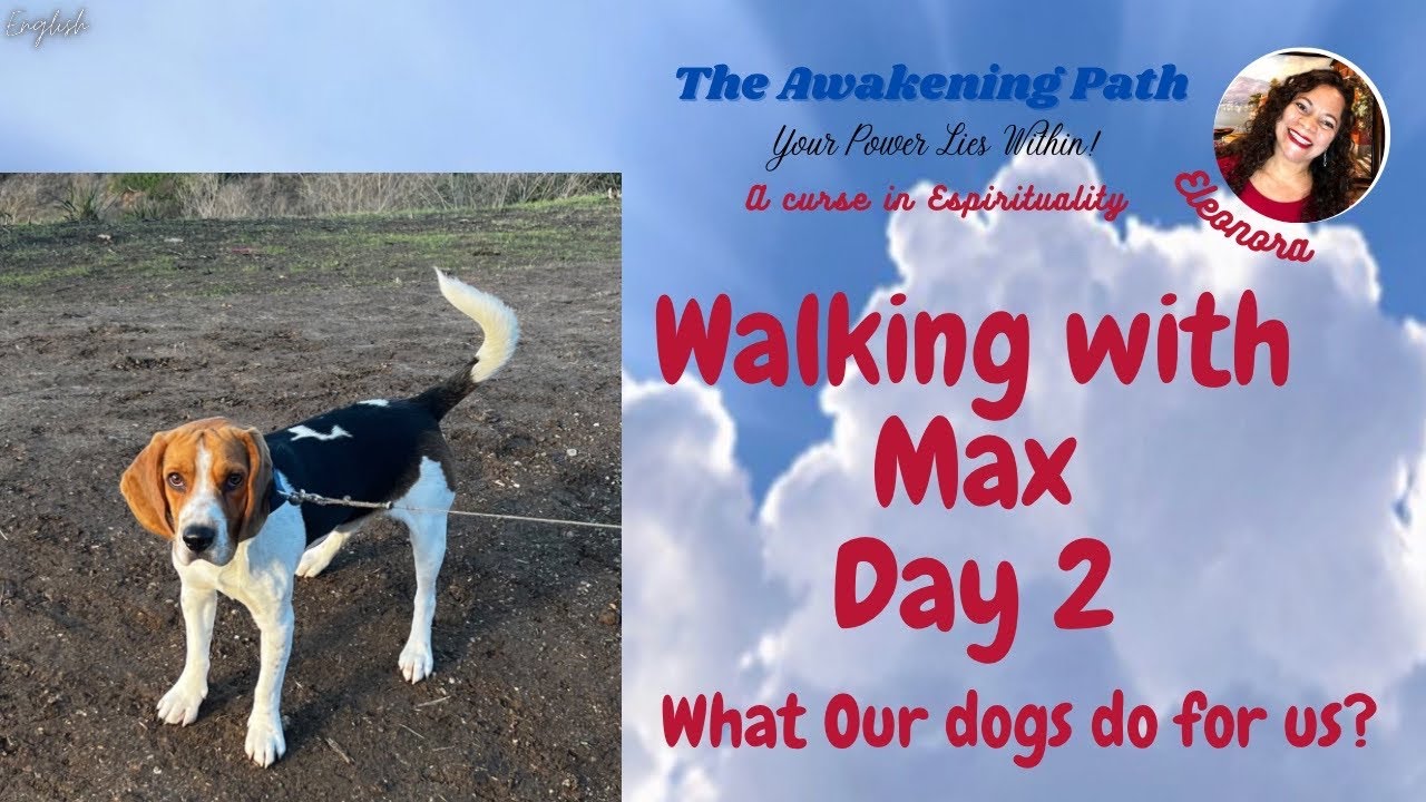 E: What Canine Spirit Guide works with you through your Dog? - YouTube