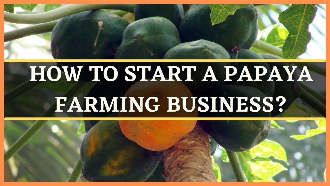 PAPAYA FARMING BUSINESS: HOW TO START A PAPAYA BUSINESS | PAPAYA ...