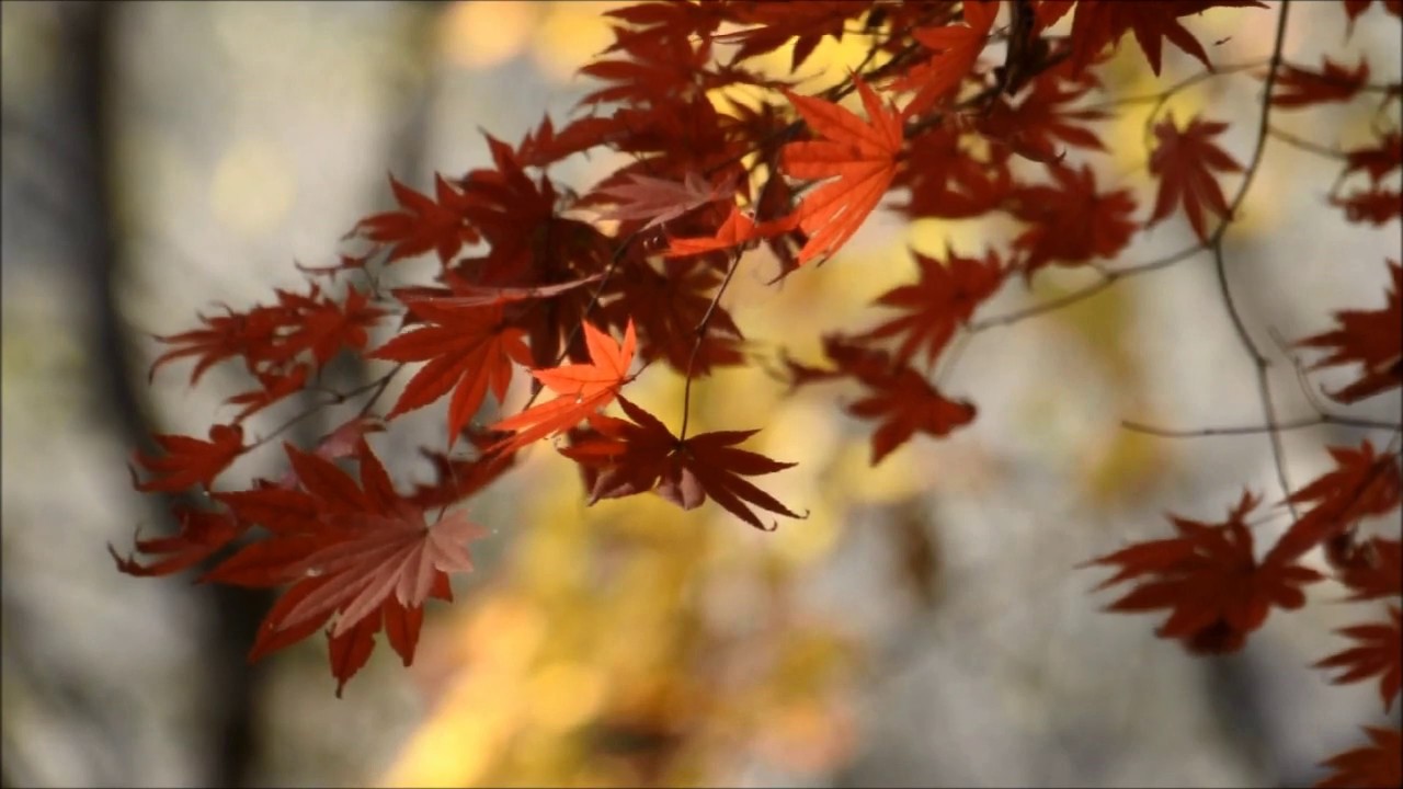 A Beautiful Fall Tune, Autumn color, Forest - YouTube