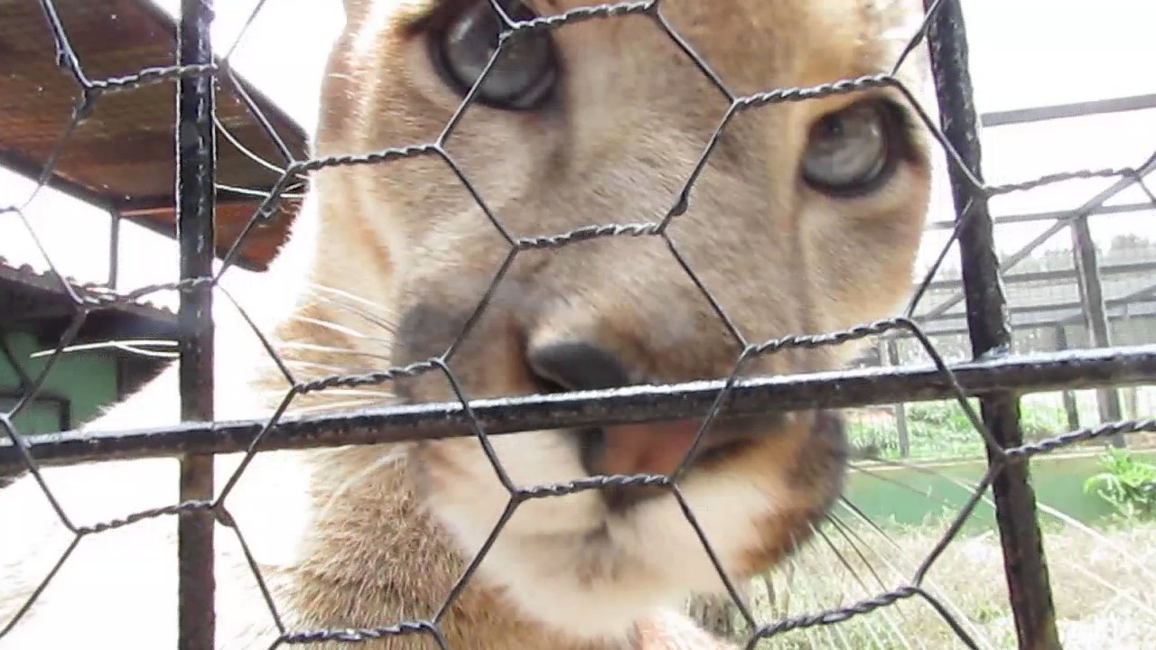 A purring rescued puma - YouTube