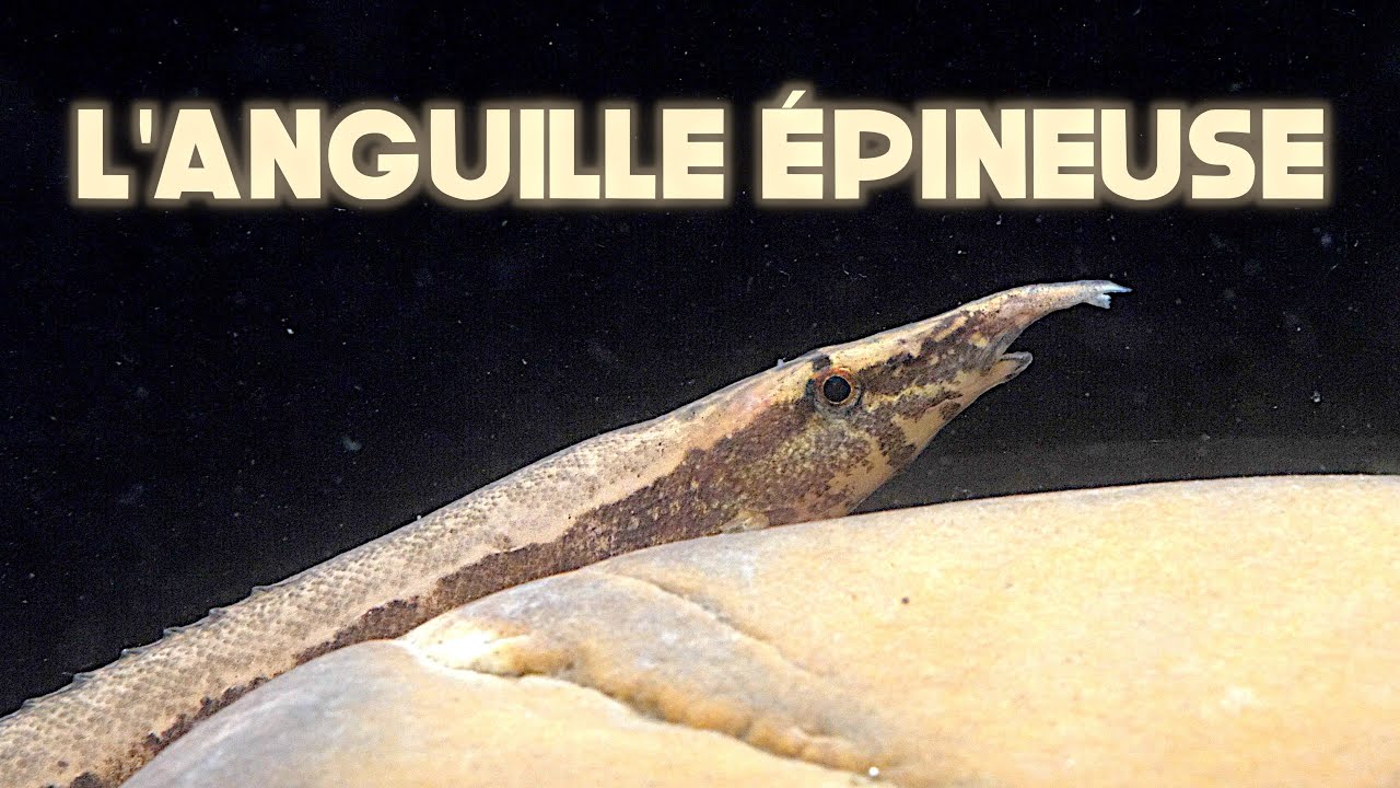 L'anguille épineuse (Floraquatic) - YouTube