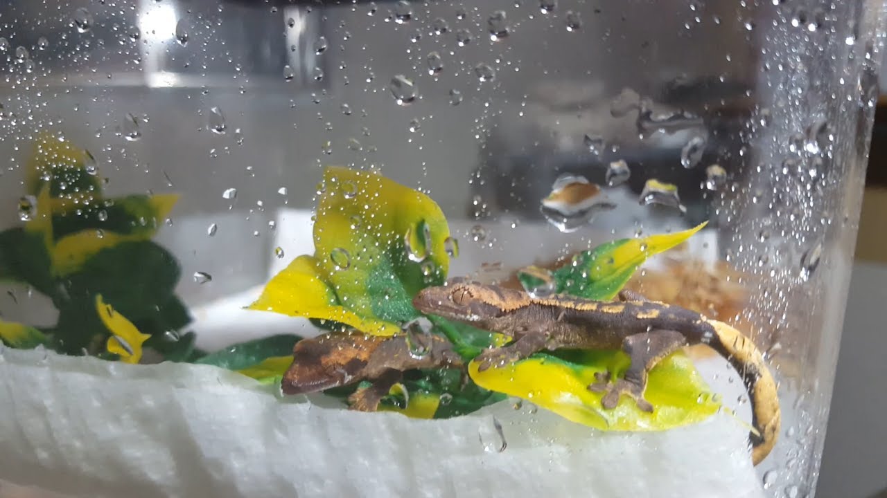 Crested Gecko Babies 2019 (First Clutch) - YouTube