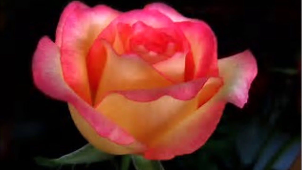 ROADSIDE ROSES - YouTube