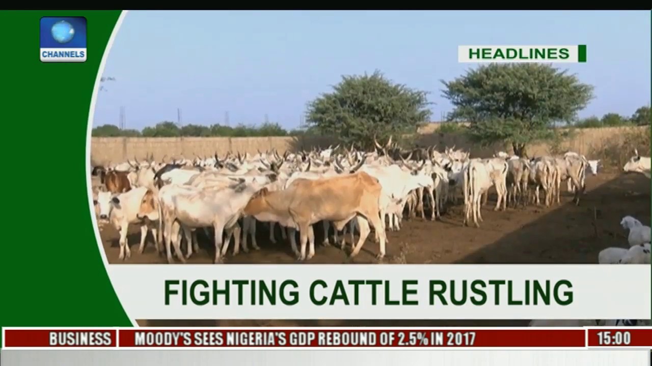 News Across Nigeria: Police Rescue 300 Cows From Rustlers In Niger ...