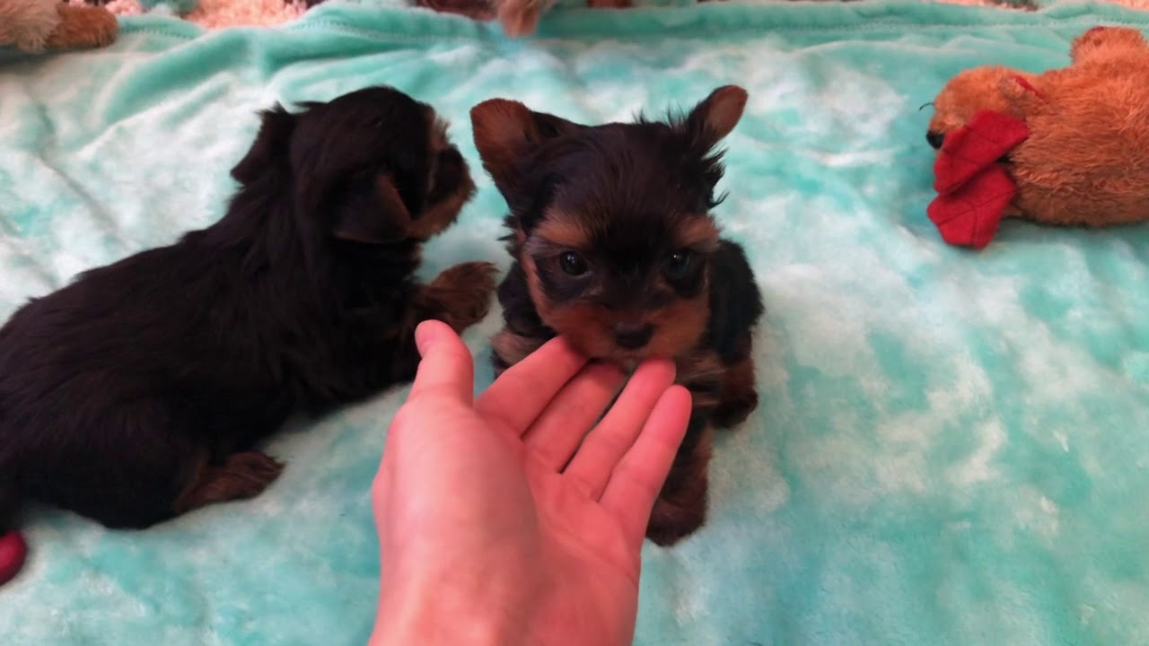 Cutest Teddy Bear Face Yorkie Puppies - YouTube