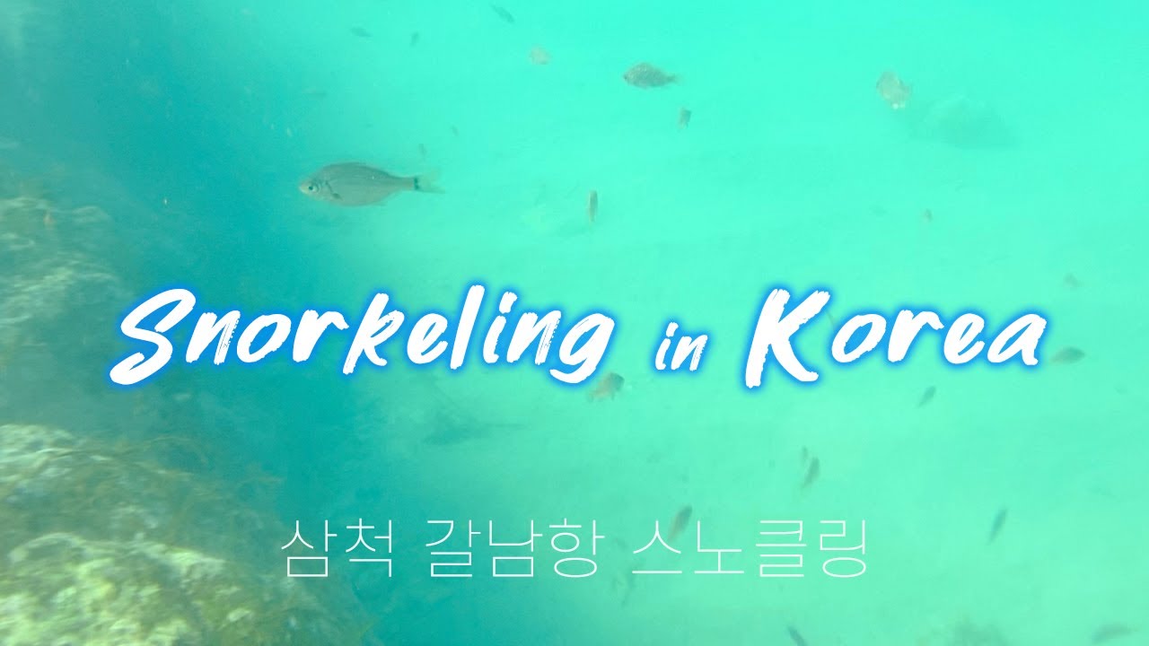 Snorkeling in Galnam Port, Samcheok, South Korea - YouTube