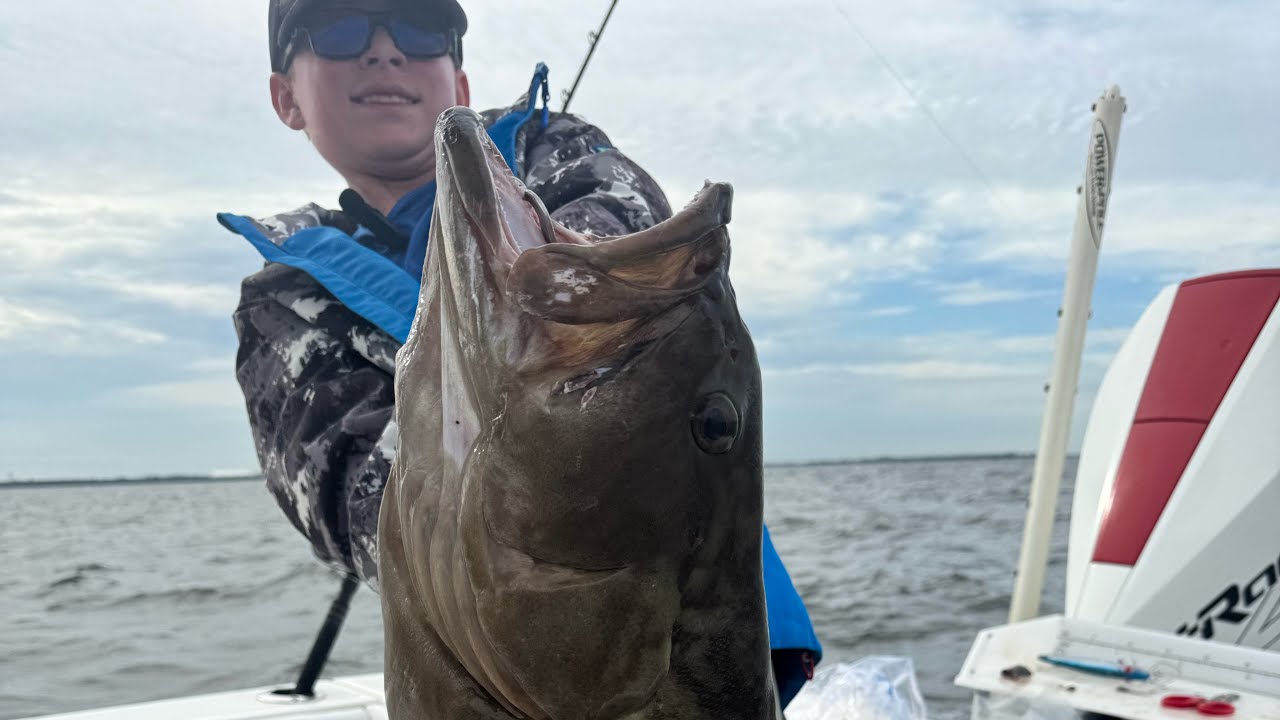 Catching giant Gag grouper at Tampa bay! - YouTube