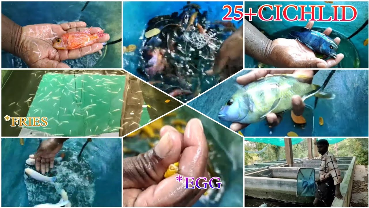 Guru Aqua Fish Farm 25+Chiclet Varieties🐠 Eral Thoothukudi - YouTube