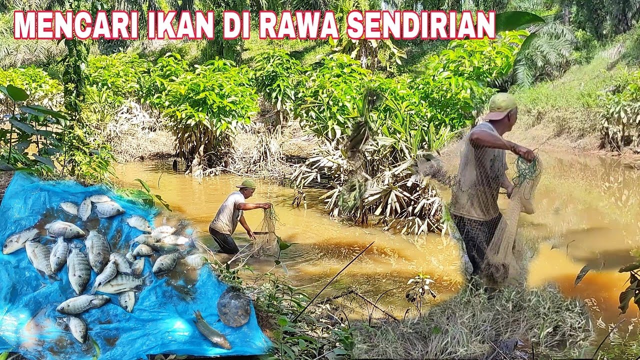 MENCARI IKAN DI RAWA SENDIRIAN.. - YouTube