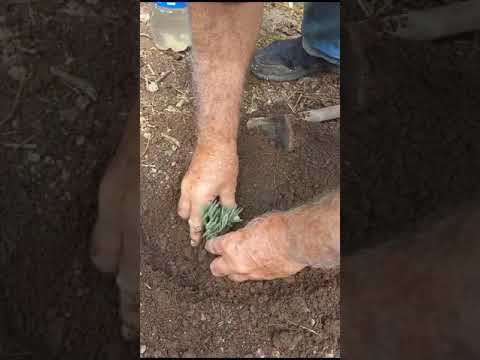 Lavantayı böyle ekin hepsi tutsun. Lavanta bu şekilde ekilmeli.