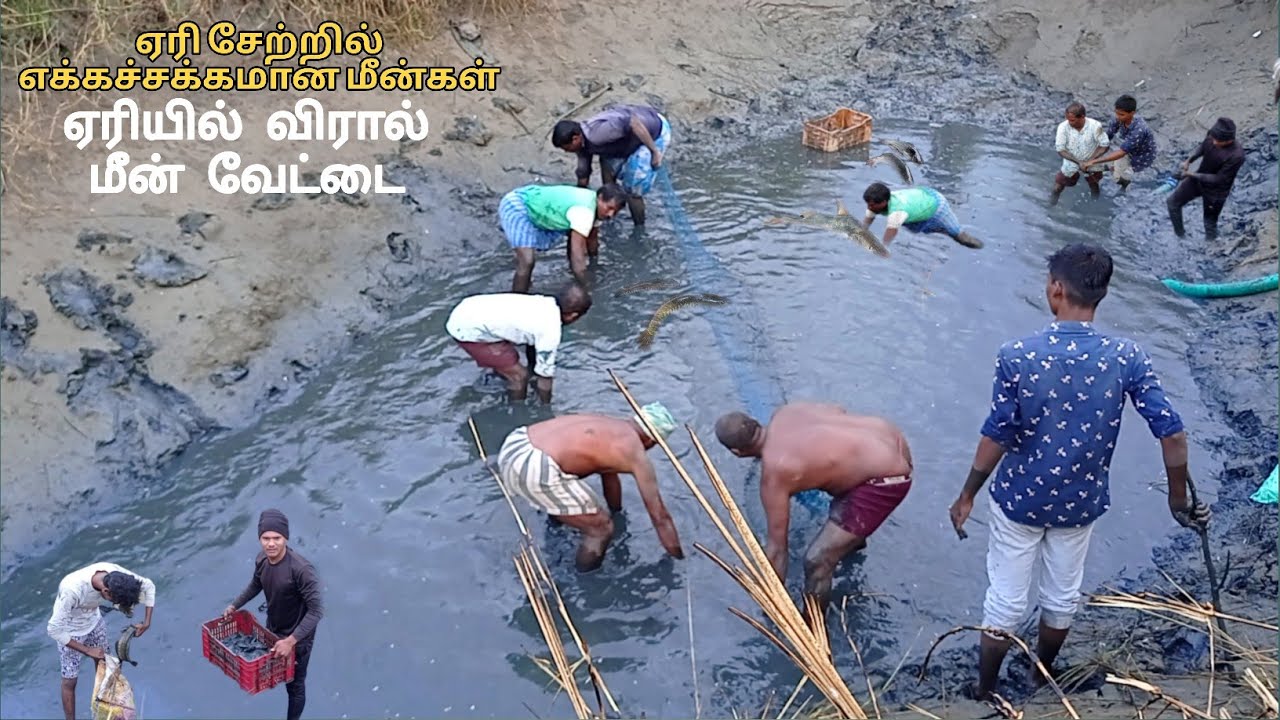 ஏரியில் விரால் மீன் வேட்டை | viral meen | fish hunting | murrel fish ...