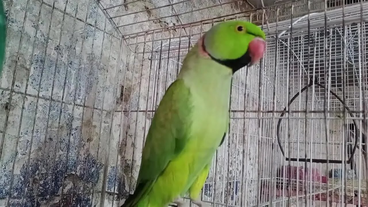 Ringneck green Parrot Mithu 🦜 - YouTube