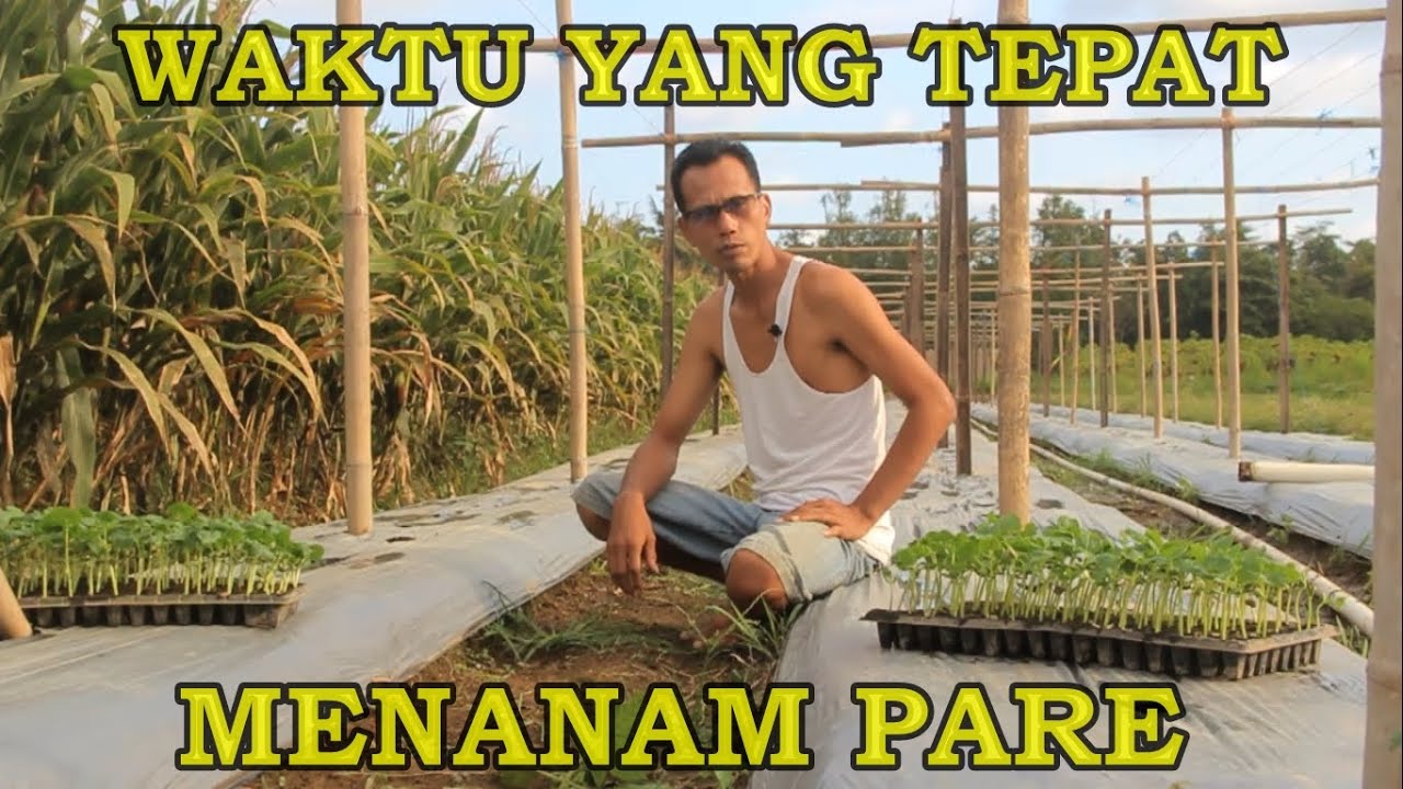 TEKNIK KHUSUS TANAM PARE, UNTUK MENUJU SUKSES - YouTube