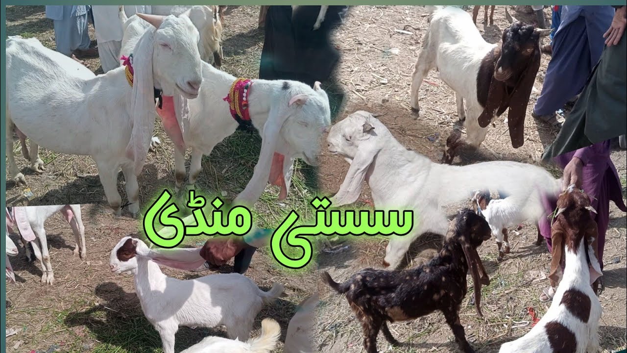 Bakra Mundi Daharki Share Khubsurat Bakre Aur Bakiri #fiyaz #officail ...