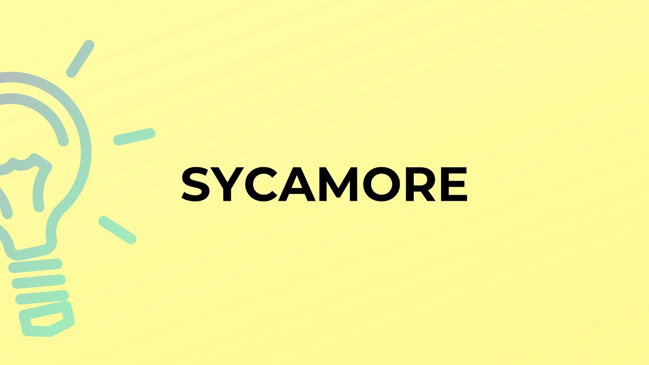 What is the meaning of the word SYCAMORE? - YouTube