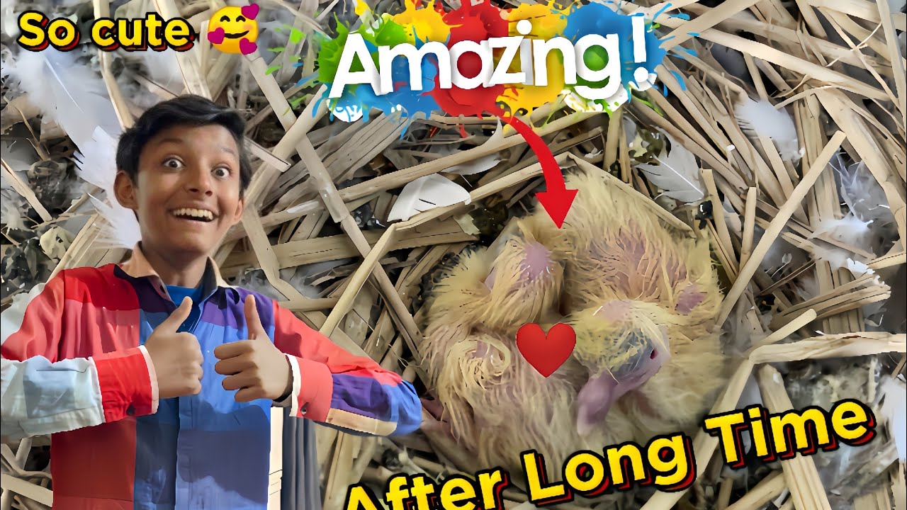 Prince aur snowwhite ka bacha aa gaye|Birdscapes vlogs#Birds vlogging ...
