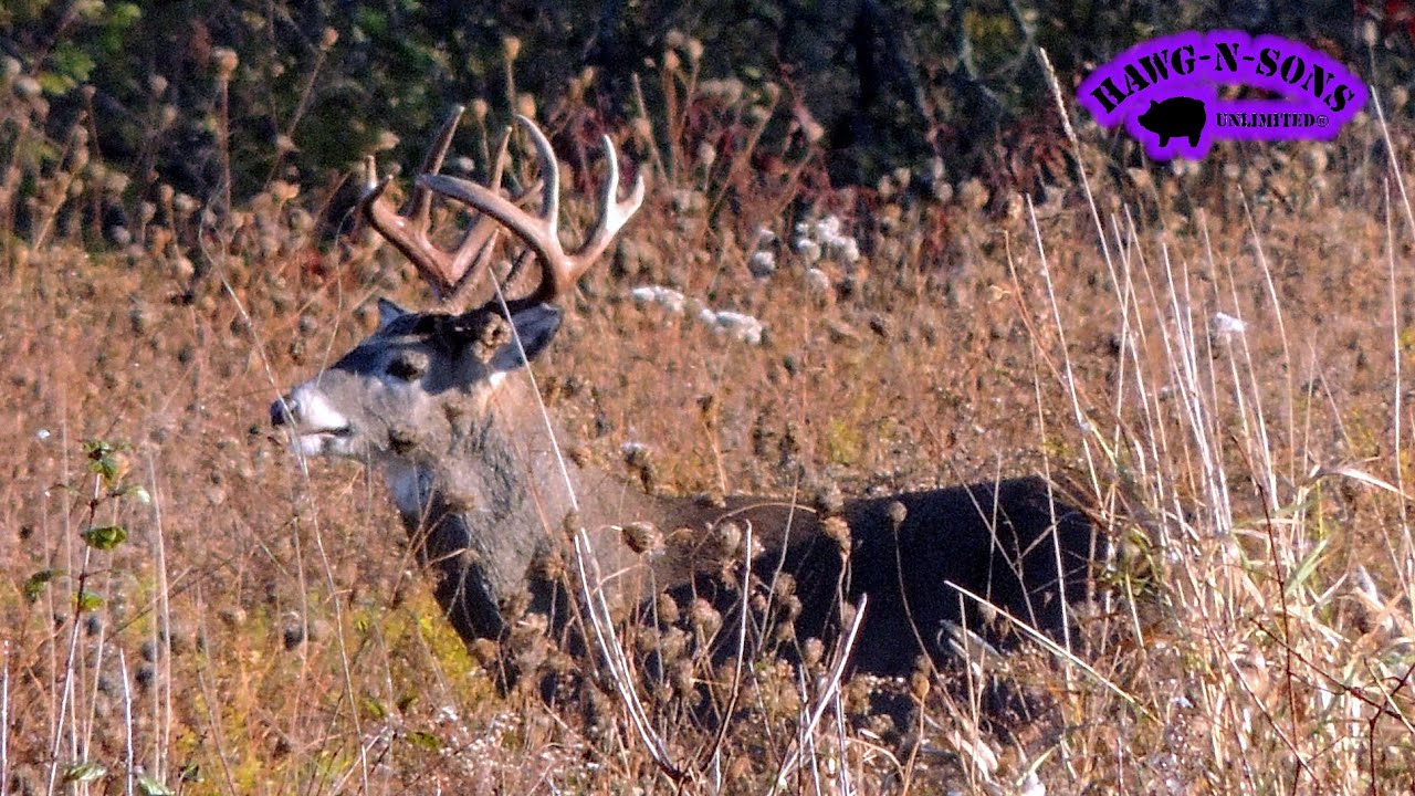 Rutting Whitetail Buck Charging Does DEER HUNTING - YouTube