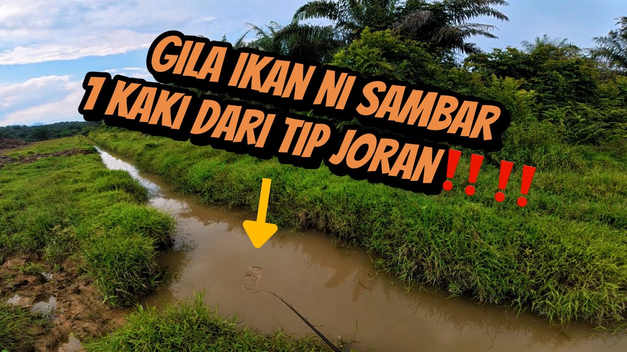 #118 Sambaran Haruan / Gabus Terdekat Saat Ini | Kalau Panik Konfem ...