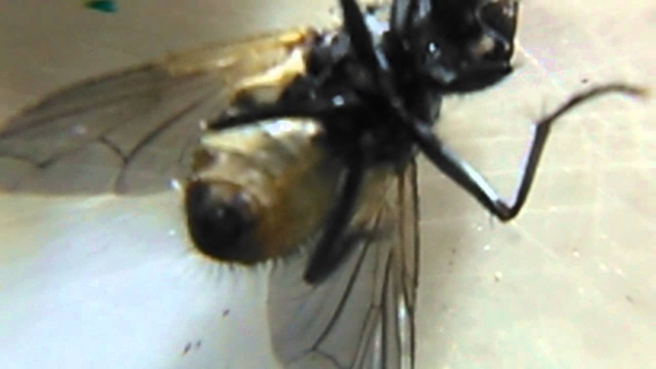 Fly digestive system. - YouTube
