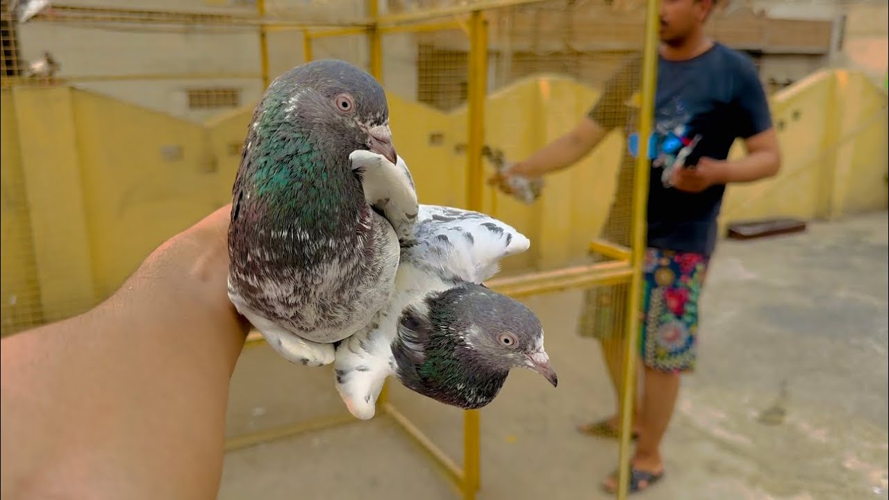 Jory alag krna shuru kar dia 😱 | Dar pigeons club | - YouTube