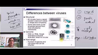 Chapter 18 Bacteria and Viruses - YouTube