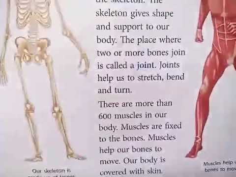 Class 2 Science chapter 5 Bones and Muscles part 2 - YouTube