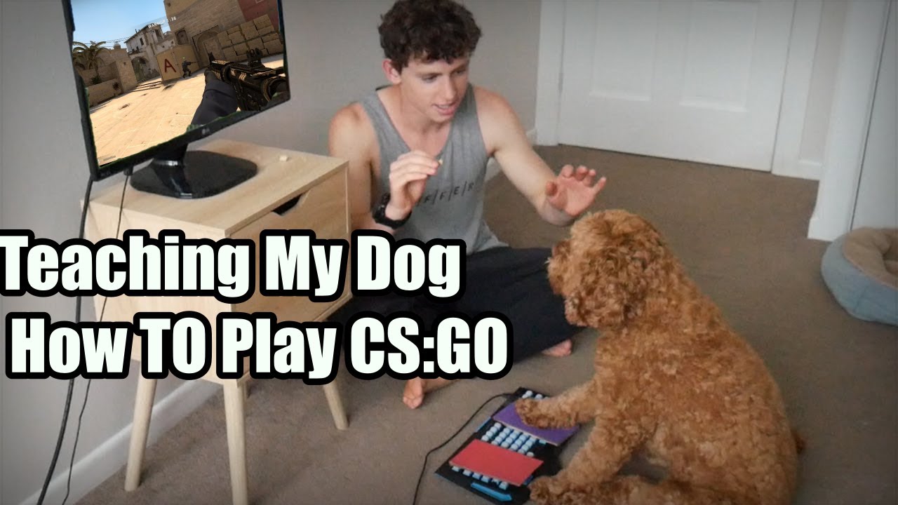 Teaching My Dog How To Play CSGO - YouTube