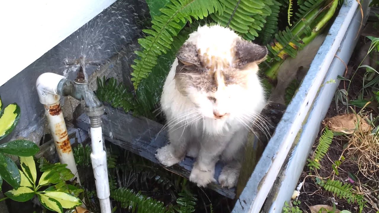 Beach cat cooling off - YouTube