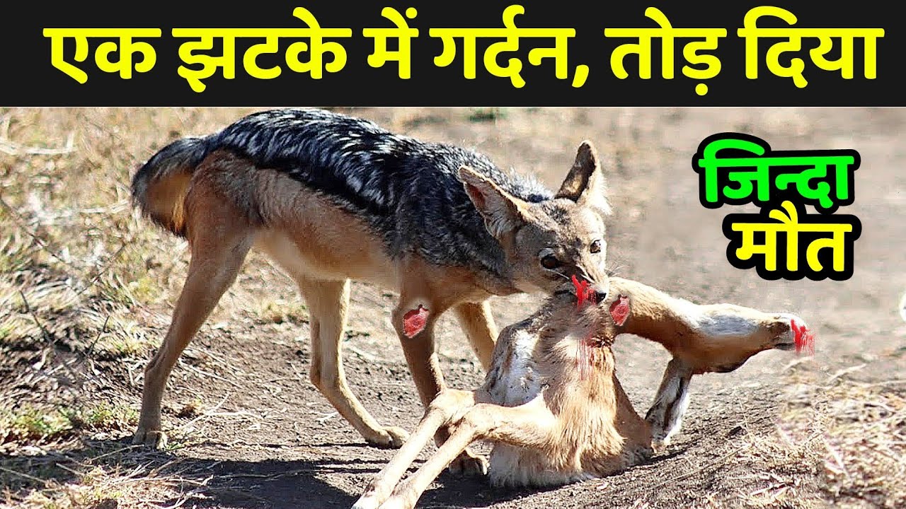 एक झटके में गर्दन उखाड़ दिया | Brutal Attacks Of Jackals - YouTube